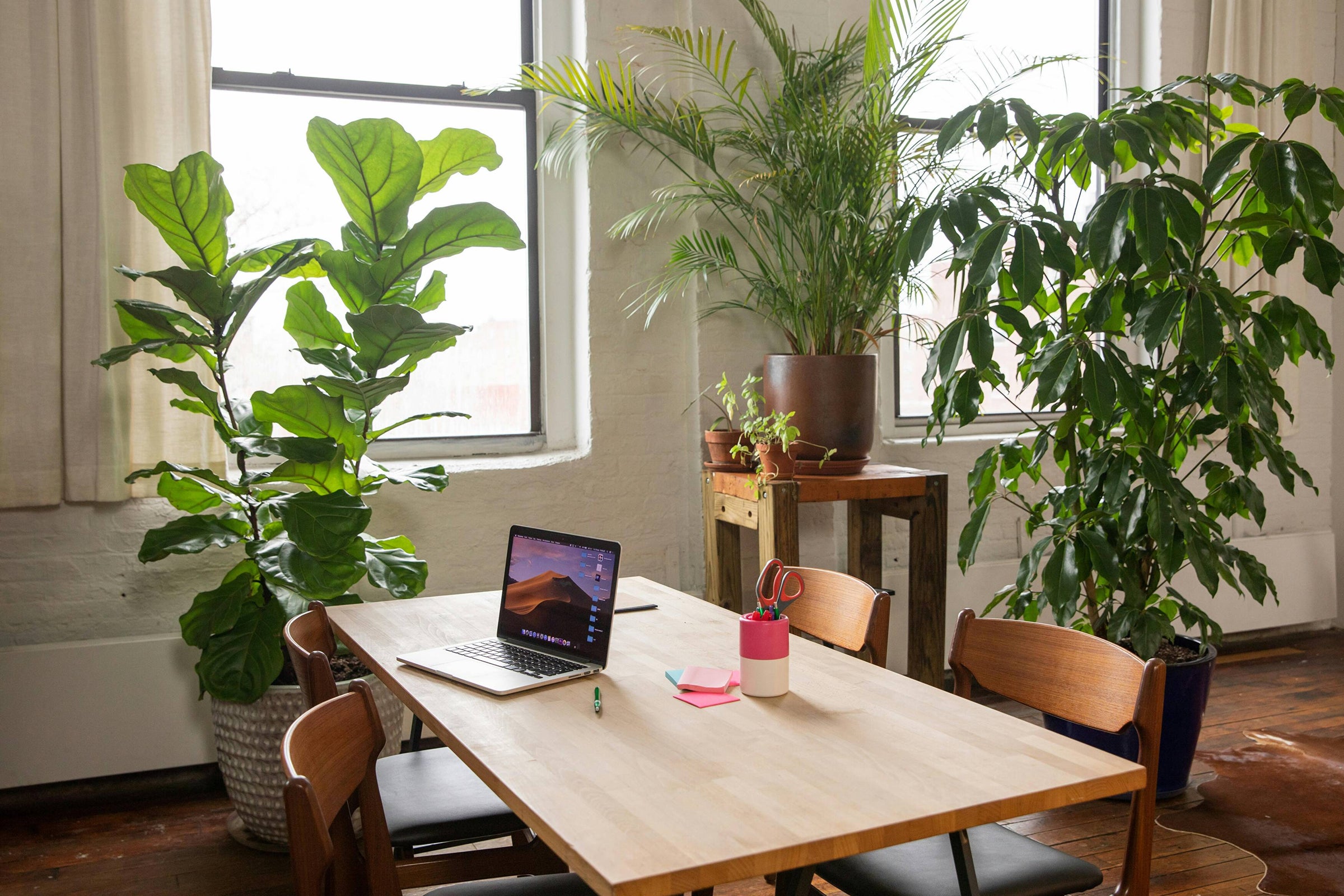 Tropical Plants, Pots, Soils and Accessories | Sprout Calgary